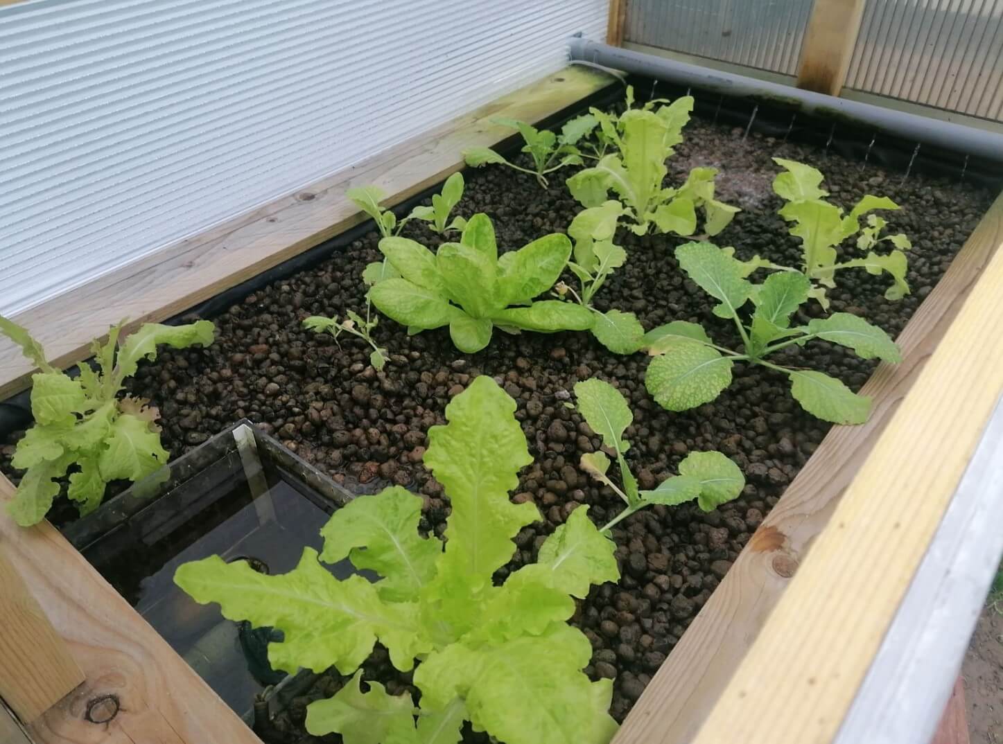 Aquaponie : tout savoir en 2024 - Naturaponie